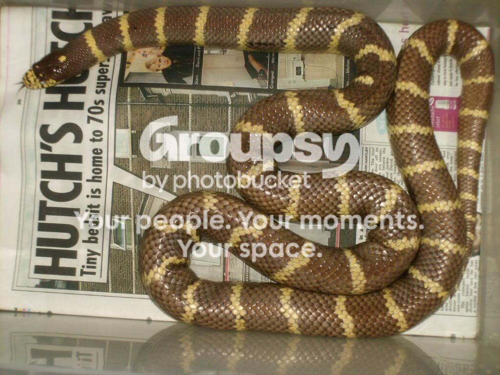 King snakes for sale in Sheffield | Reptile Forums