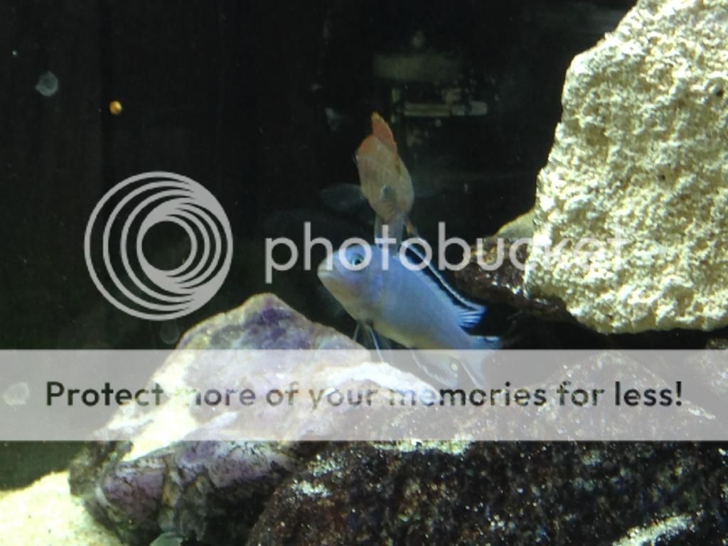 White Lab? | Cichlid Fish Forum