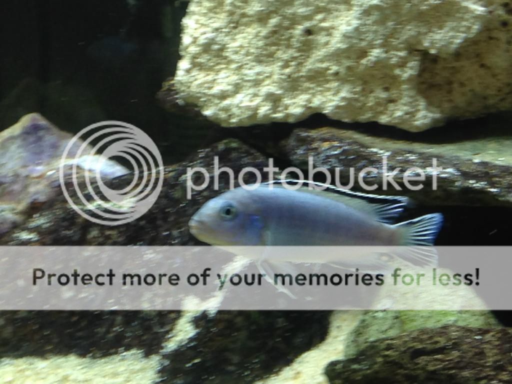 White Lab? | Cichlid Fish Forum