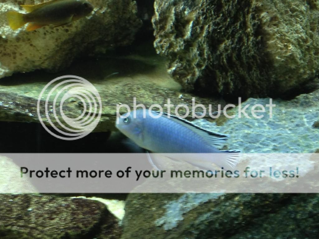 White Lab? | Cichlid Fish Forum