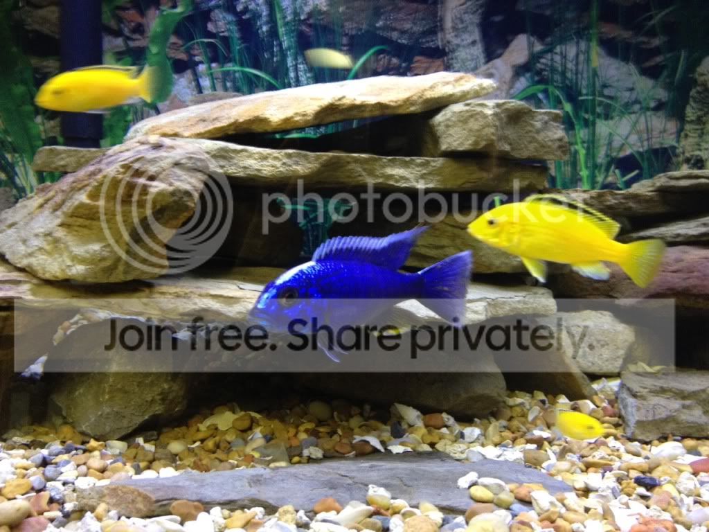Sciaenochromis ahli, electric blue iceberg hap? Fryeri? | Cichlid Fish ...