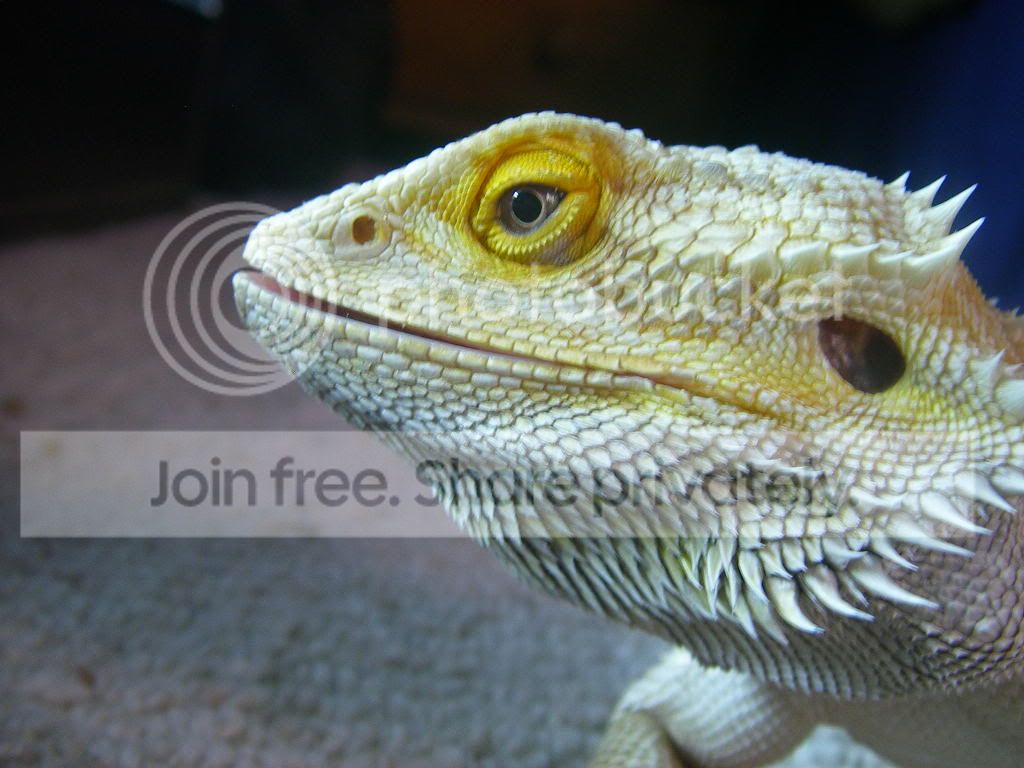 Post pictures of your reptiles smiling :) | Page 2 | Reptile Forums