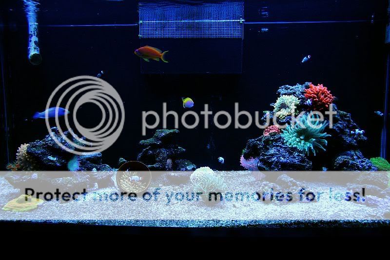 Build Thread - Full Tank Shots... Let's see progression pics... | Page ...