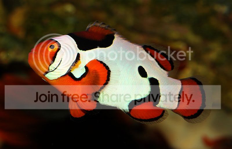 Picasso's and SnowFlakes clownfish club... | Page 29 | Reef2Reef