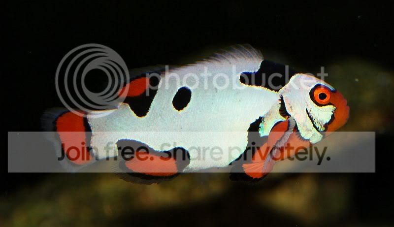Picasso's and SnowFlakes clownfish club... | Page 29 | Reef2Reef
