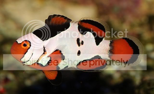 Designer Clownfish - What's your taste? | Reef2Reef