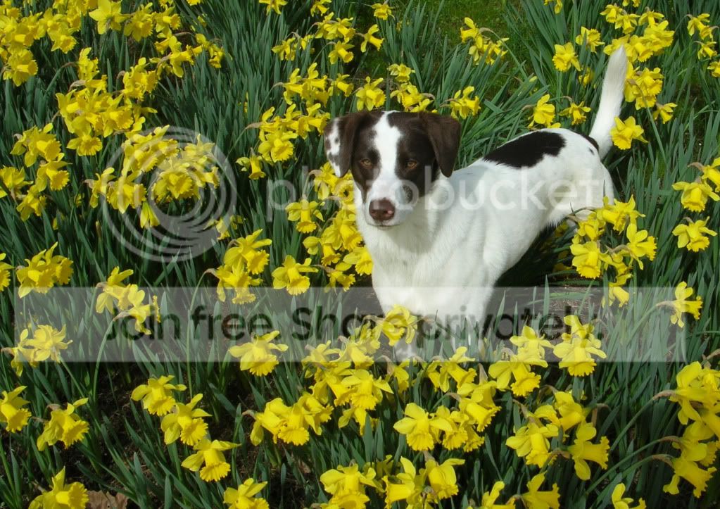 Magnificent Mutts! | Puppy Forum and Dog Forums